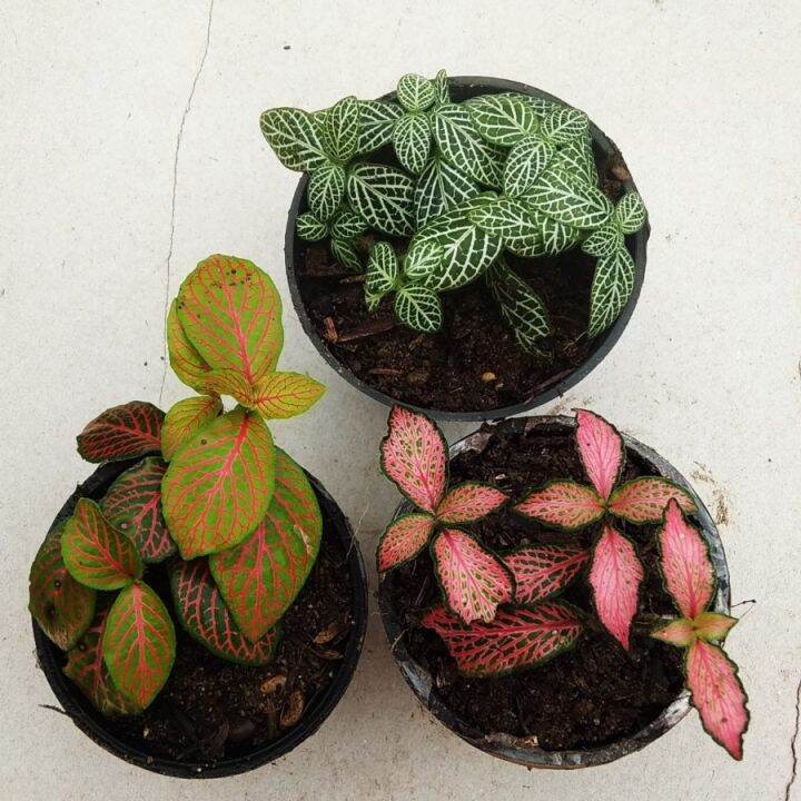 Tanaman Fitonia 3 Jenis | Lazada Indonesia