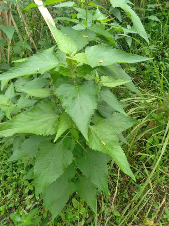 herbal daun kirinyuh fresh 500 gram Kirinyuh (Chromolaena odorata L ...