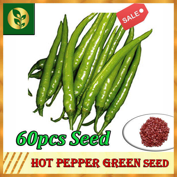 Green Hot Pepper Seeds | Chili Seeds | Sili Seeds | Siling Green ...