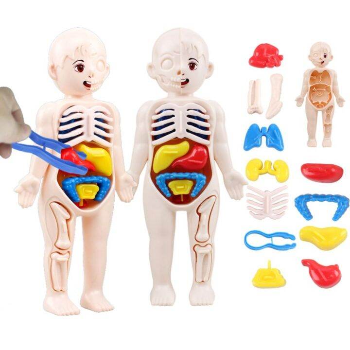 ANCHE 3D Puzzle Kids Creativity Human Organ Figures Teaching Tool ...
