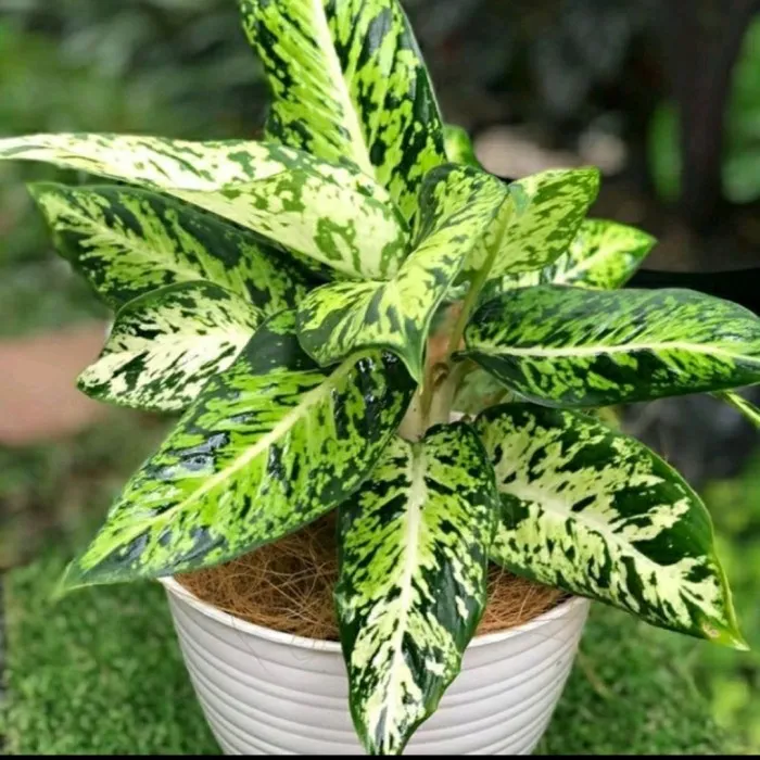 tanaman diven Brazil | Lazada Indonesia