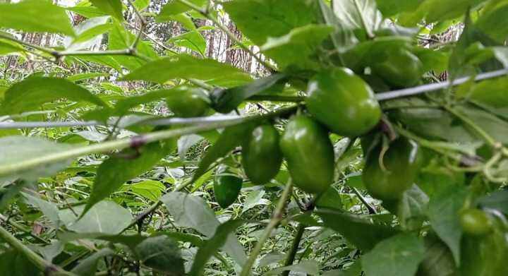 Cabe Gendot 1 kg paket/cabai gembor/sayur segar cabe gendot dadakan ...