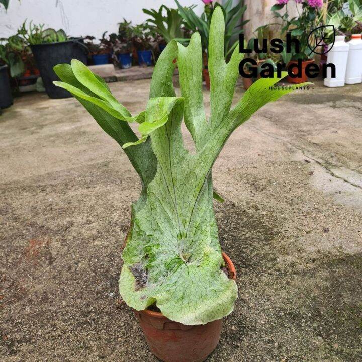 Platycerium Grande / Giant staghorn fern / 巨兽鹿角蕨 150mm Pot Live Plant ...