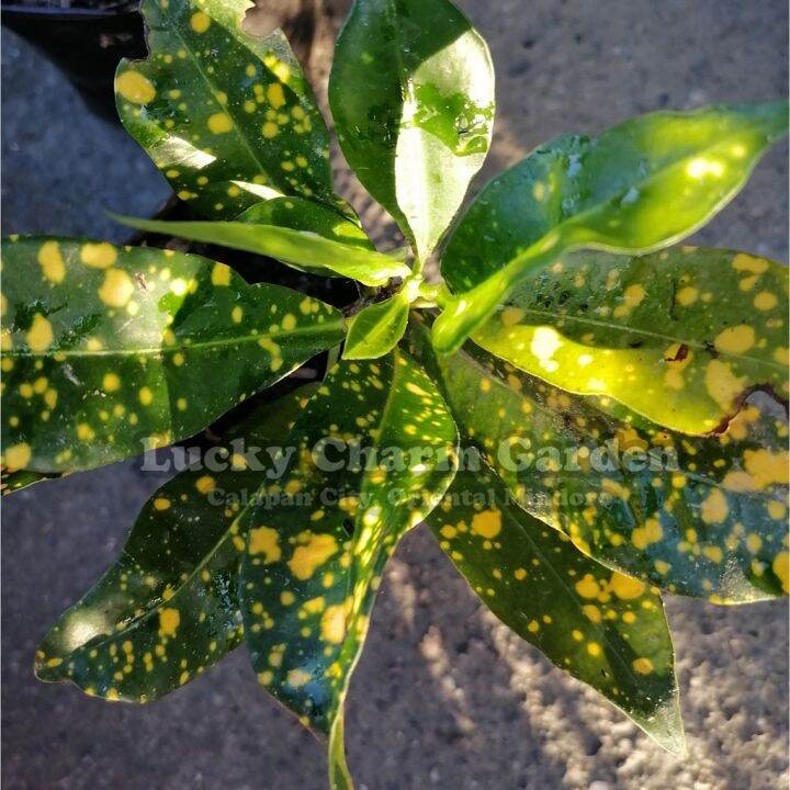 Small Croton or San Francisco, 20 Varieties (rooted and stable with ...