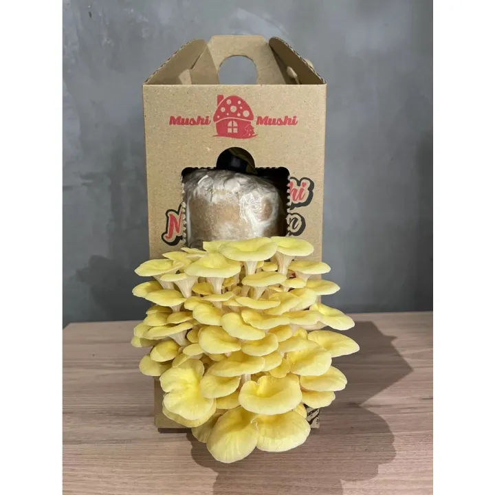 READY STOCKMushi Mushi Mushroom BoxDIY Mushroom Growing KitMushroom Kit ...