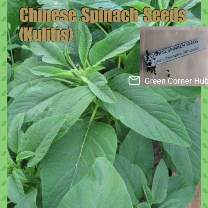 Chinese Spinach Seeds (Kulitis/Amaranthus) | Lazada