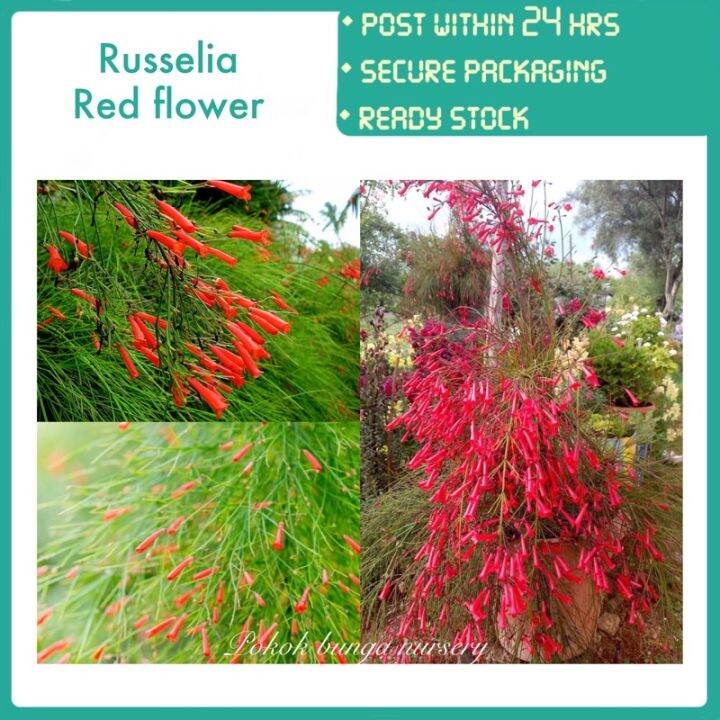 PBN - firecracker plant red flower - pokok bunga nursery russelia ...