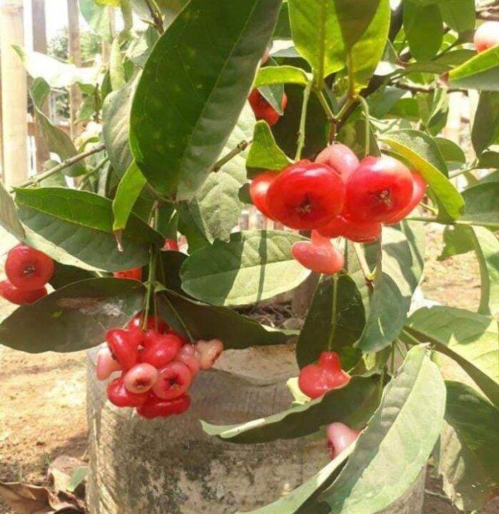 bibit jambu air mini, kancing..siap berbuah | Lazada Indonesia