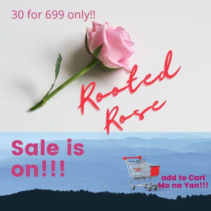 Plants Universe PH Rooted Roses Hybrid 25+5pcs For only 699!! Rose seed ...
