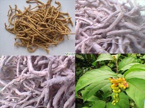 common milkwort Herb / root (Polygala Vulgaris/ seneca) Senega ...