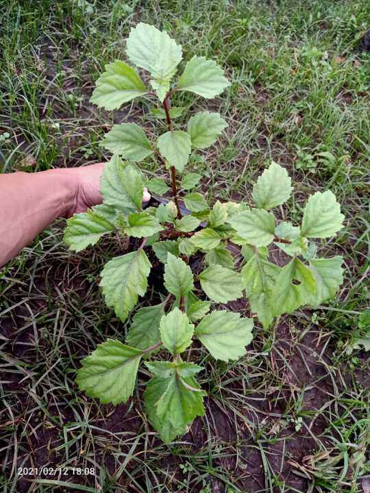 Bibit tanaman nilam / daun nilam | Lazada Indonesia