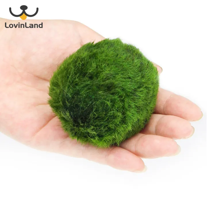 Lovinland Aquarium Moss Ball Decorative Moss Balls for Fish Tank Water ...