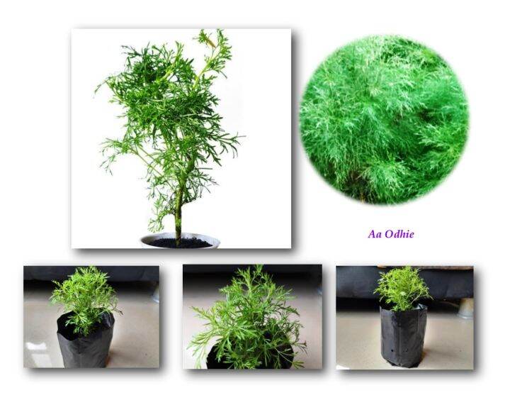 Tanaman Hias Cemara Air Embun Laut Adas Casuarina Equisetifolia Herbal ...