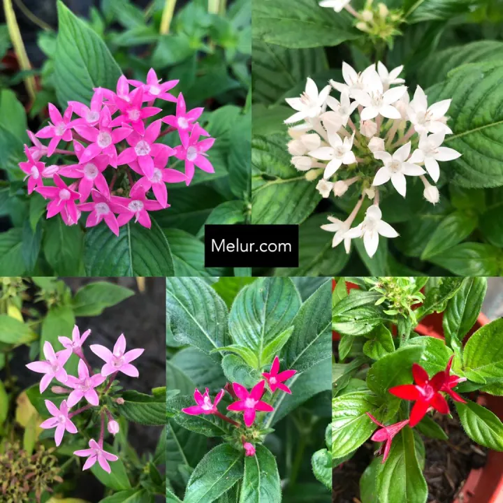 MDC- Bunga Pentas Pelbagai Warna / Various Color Pentas lanceolata ...