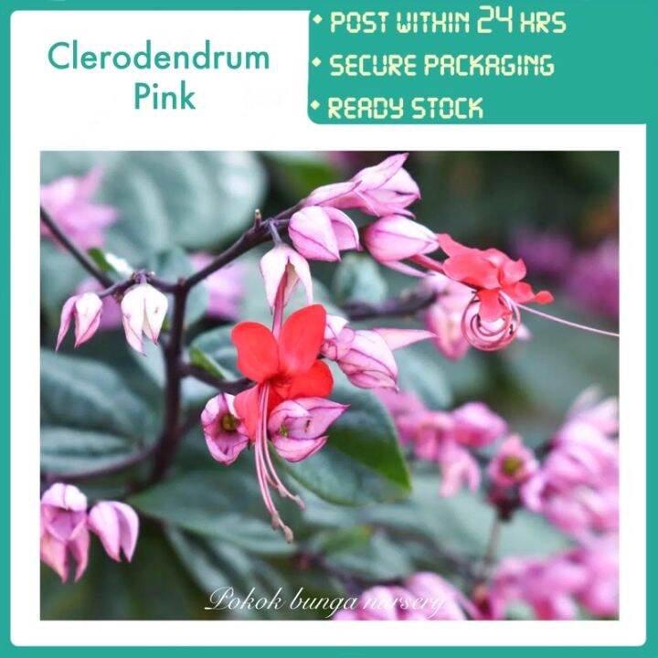 PBN - clerodendrum pink - pokok bunga nursery bleeding heart vine ...