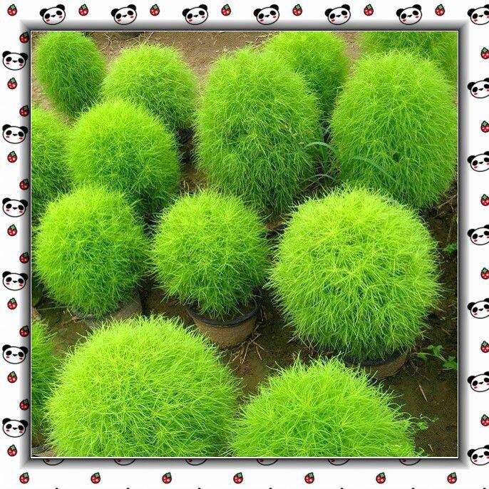 50 Seeds (buy 2 get 1 free) Grass Ennial Grass Burning Bush Kochia ...