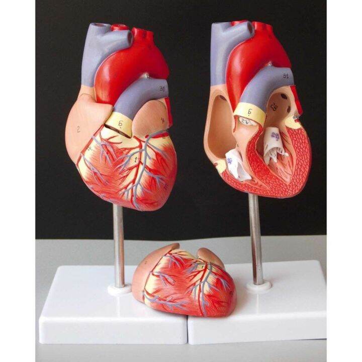 Human Heart Anatomical Anatomy Teaching Model Viscera Organ Model ...