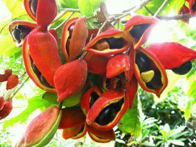 pokok berangan taiwan | Lazada