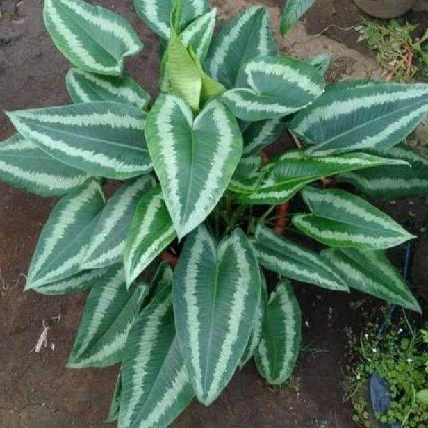 Tanaman bunga Andromeda sangat bagus buat Tabulampot | Lazada Indonesia