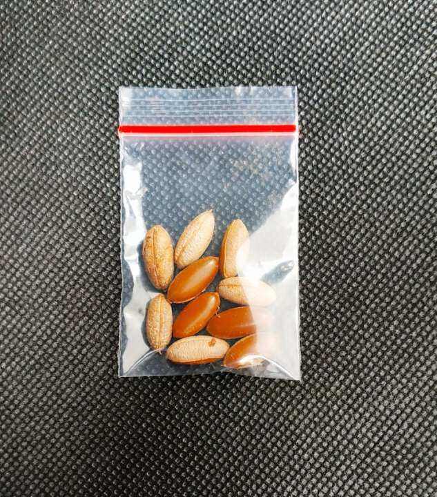 Genuine Miracle Fruit Seeds 10 Seeds per pack Miracle Berry Synsepalum ...