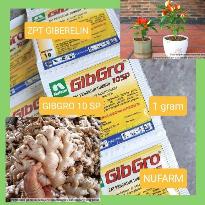 ZPT Tanaman Gibgro 10 SP 1 Gram Sachet Giberelin | Lazada Indonesia