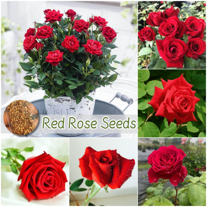 [Easy to grow in the Philippines] Red Rose Bonsai Seeds Flower Seeds ...