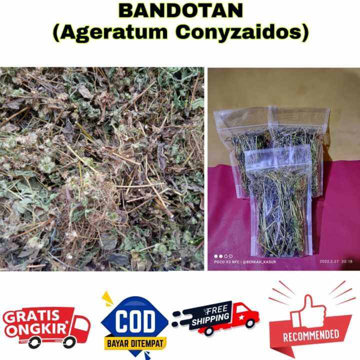 Tanaman herbal bandotan ( Ageratum conyzoides) / jamu herbal / daun ...