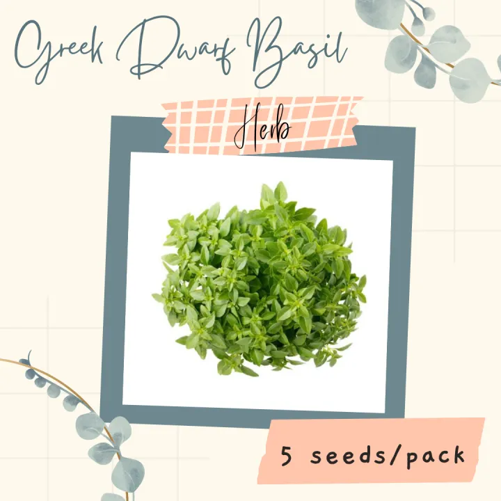 Greek Dwarf Basil Seeds for Planting (5 seeds) HERB | Lazada PH