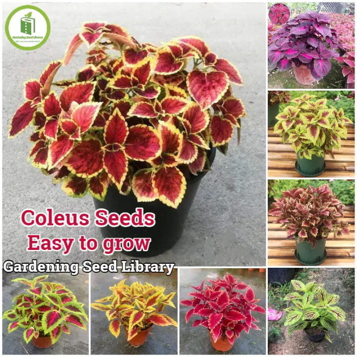 Easy to grow丨100 seeds/pack Coleus Mayana Seeds Varieties (Perilla ...