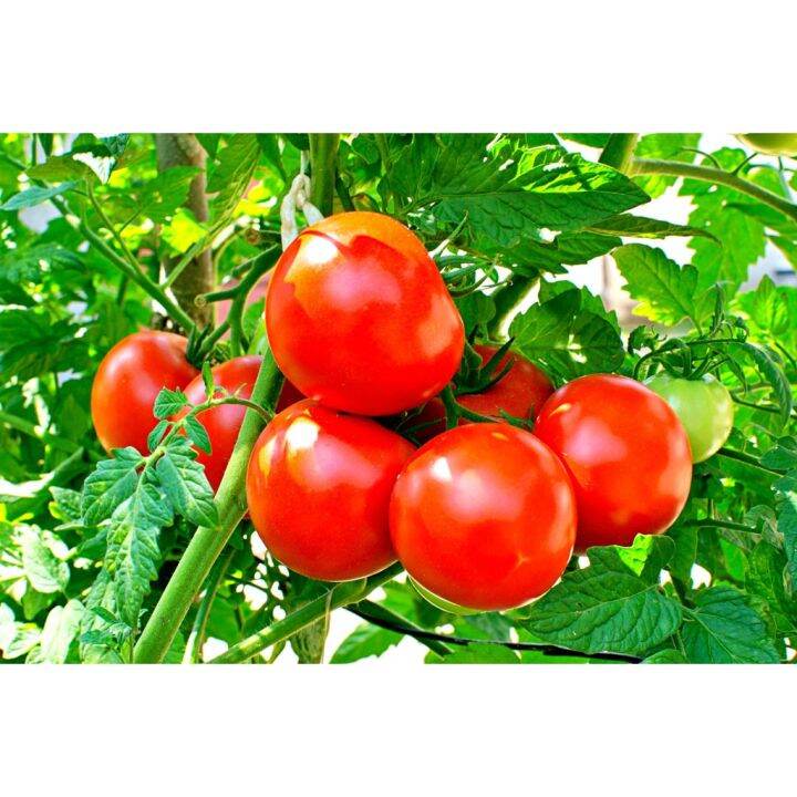Tomato Super Rope Seeds,Bonsai Plant Hybrid Fruit Seeds for ...