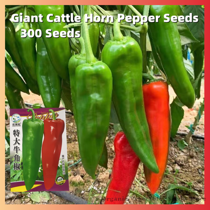 300 Seeds Fresh Giant Cattle Horn Pepper Seeds for Planting Biji Benih ...
