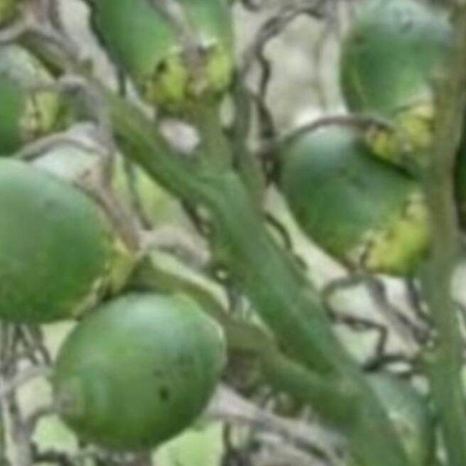 obat herbal buah pinang muda 1kg | Lazada Indonesia