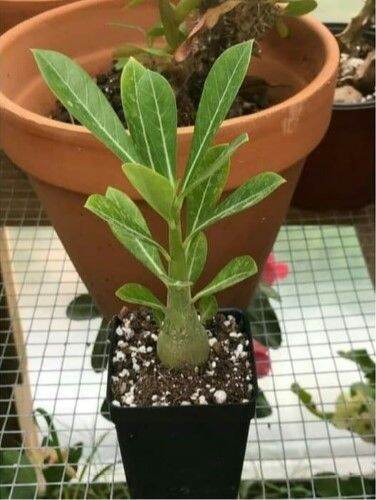 Bibit adenium - Tanaman hias adenium - Adenium bunga random | Lazada ...