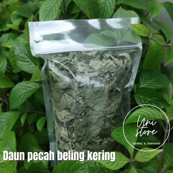 Daun pecah beling kering 100 gram | herbal daun keji beling kering ...
