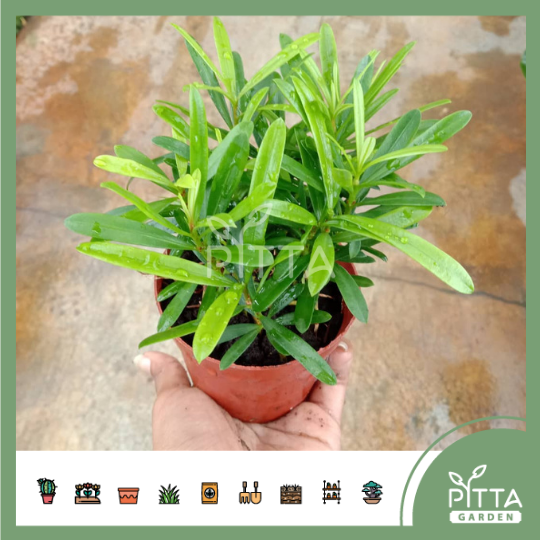 Podocarpus Plant Leafy Plant | LIVE PLANT (PTP0322) | Lazada