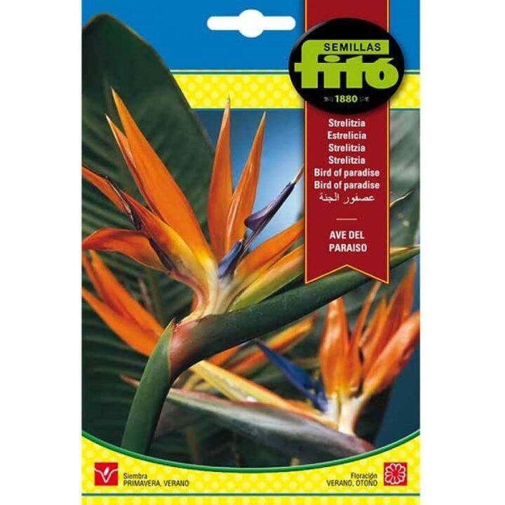 Strelitzia Bird of Paradise Premium Quality Seeds | Lazada PH