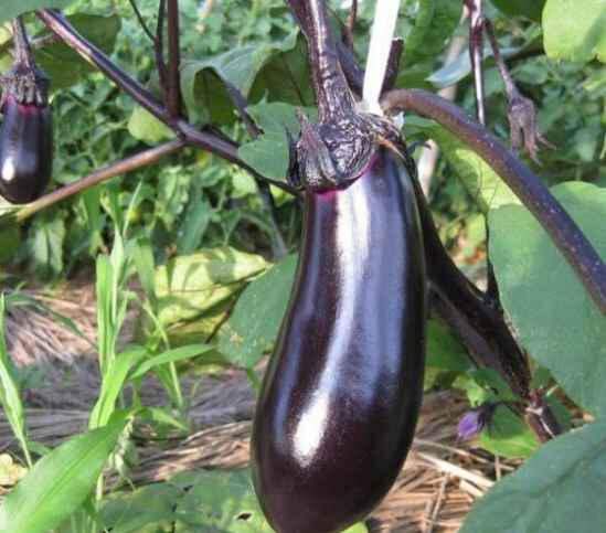 Eggplant Purple Terung Panjang紫茄子矮瓜 Biji Benih Vege Sayur sayuran ...
