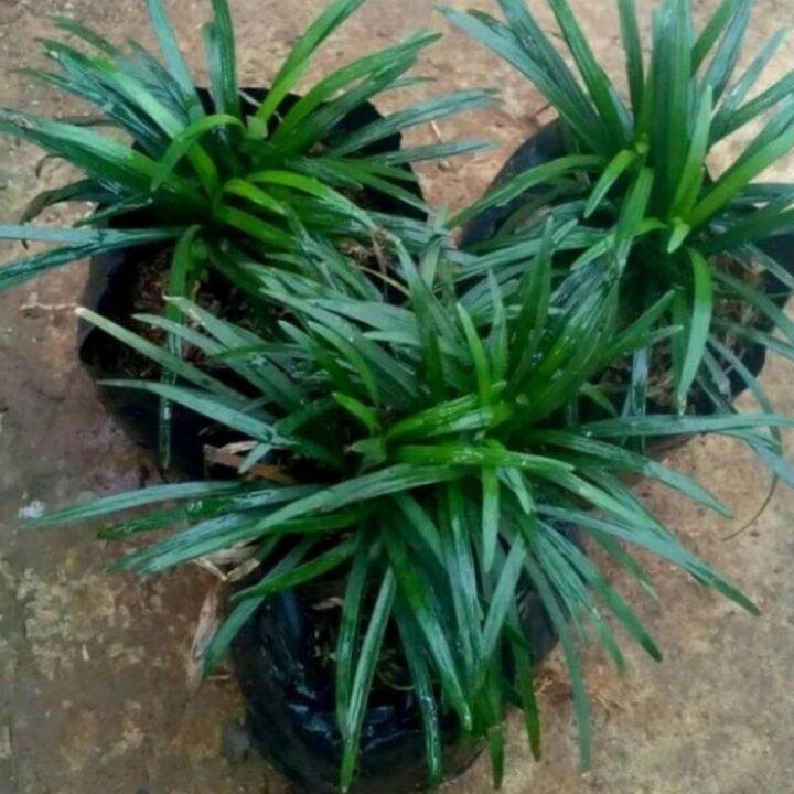 tanaman hias kucai mini taman / kucai mini hijau | Lazada Indonesia