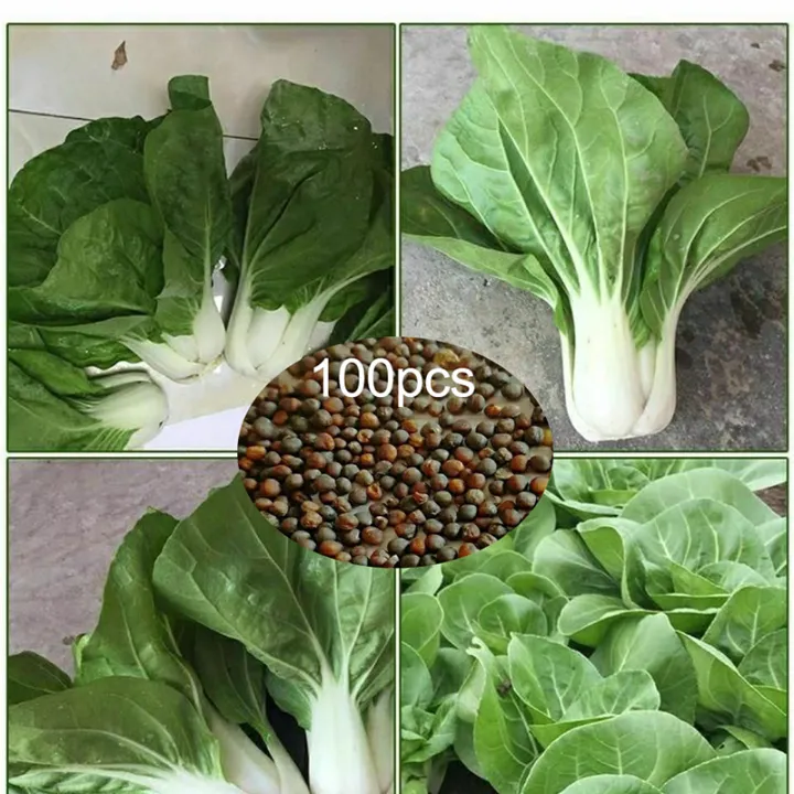 Choy Seeds Baby Nai Pak Cameron Milk Cabbage 鹤斗奶白菜 Fresh vegetable from ...