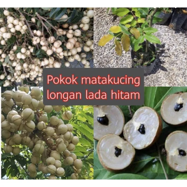 Pokok longan lada hitam hybrid pokok rare50 seeds (not plants) | Lazada