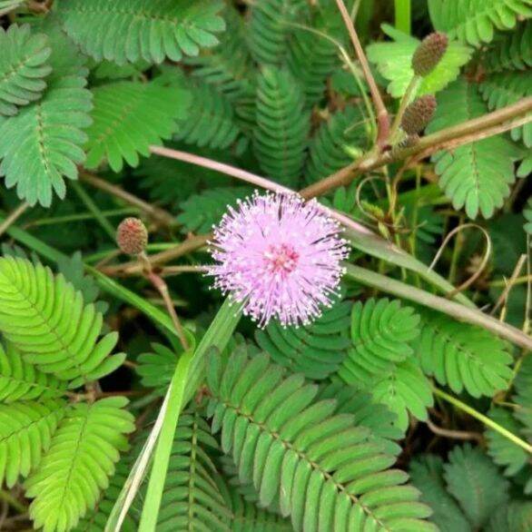 pohon putri malu / 1 pohon putri malu herbal alami / bahan bonsai pohon ...