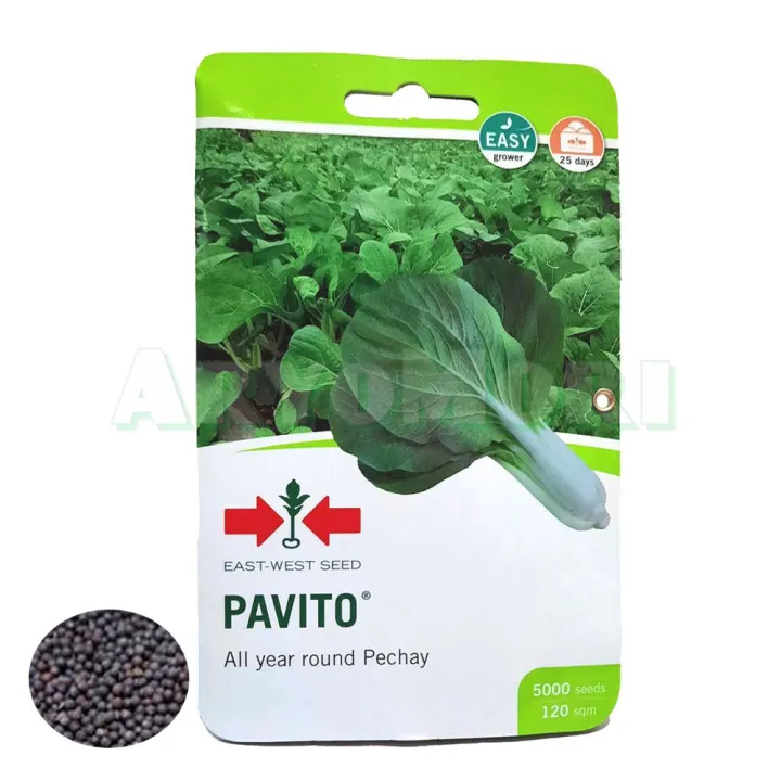 WHITE STEMMED PECHAY SEEDS (800 Seeds) PAVITO BRAND All Year Round 99.9 ...