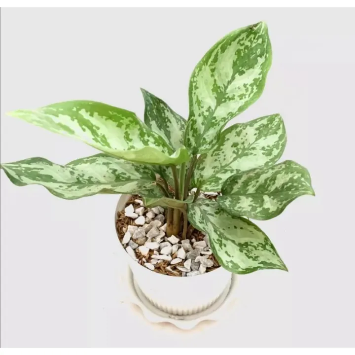 AGLAONEMA SILVER KING Chinese Evergreen Lucky Plant for indoor ...