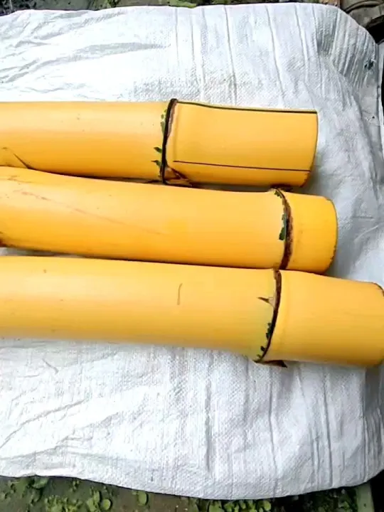 potongan bambu kuning besar 50 cm | Lazada Indonesia
