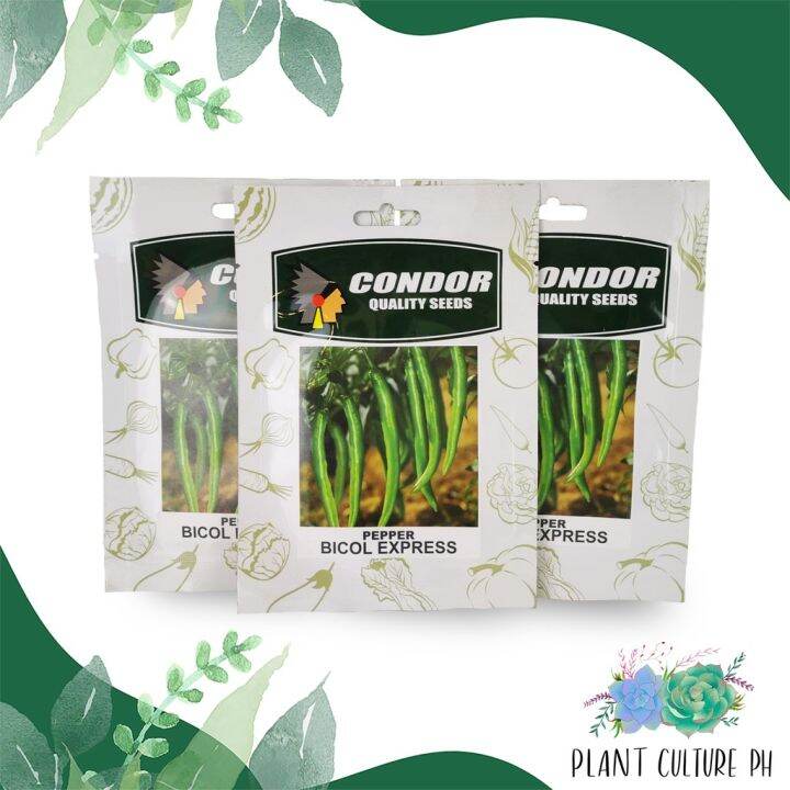 Condor Quality Seeds Hot Pepper Bicol Express 1.5g by Plant Culture PH ...