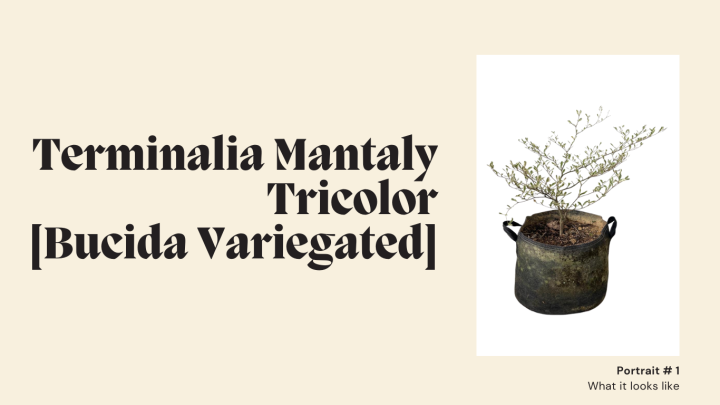 "Terminalia Mantaly Tricolor [Bucida Variegated]" | Lazada Singapore