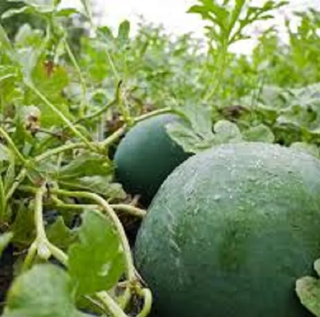 PAKWAN SEED`S (JUMBO SIZE FRUIT) HYBRID | Lazada PH