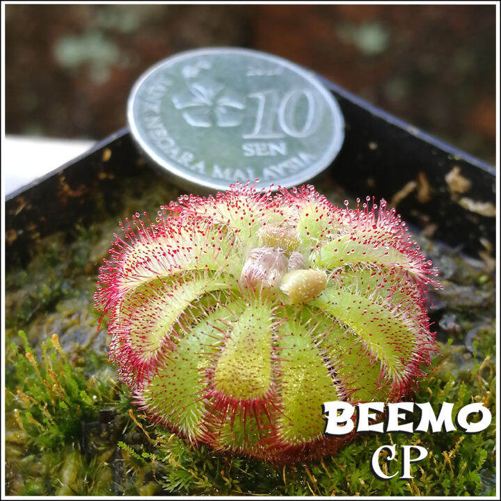 Drosera Admirabilis Ceres- Carnivorous Plant | Lazada