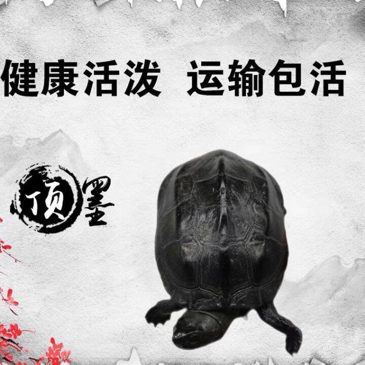Chinese grass turtle living small turtle living rare pet turtle on land ...
