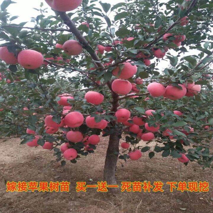 Apple saplings red Fuji ice sugar heart grafted in the north and south ...